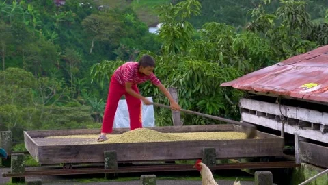 Bean & Son Stock Videos – Royalty-Free HD & 4K Videos