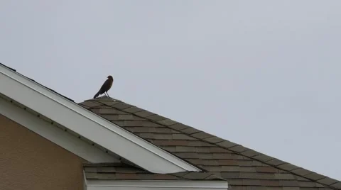 Song Bird Y Stock Videos – Royalty-Free HD & 4K Videos