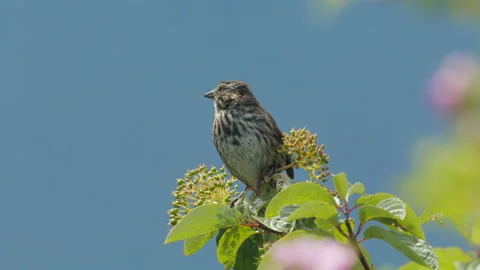 Songs About Roses Stock Videos – Royalty-Free HD & 4K Videos