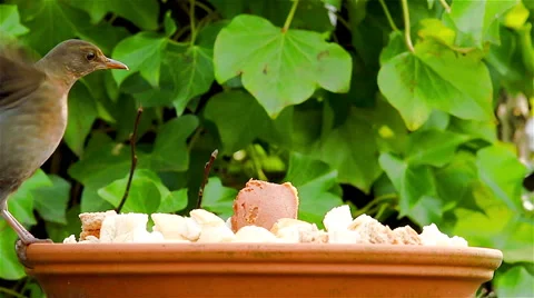 Bird Grabbing Stock Video Footage | Royalty Free Bird Grabbing Videos ...