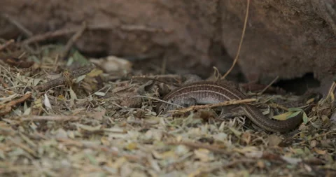 Sonoran Spotted Whiptail Lizard Digging ... | Stock Video | Pond5
