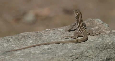Sonoran Spotted Whiptail Lizard On Rock ... | Stock Video | Pond5