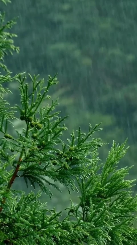 Soothing Rain Sounds Stock Video Footage | Royalty Free Soothing Rain ...