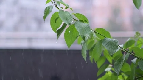 Soothing P Stock Videos – Royalty-Free HD & 4K Videos | Pond5