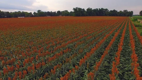 Sorghum Stock Videos – Royalty-Free HD & 4K Videos