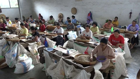 Sorting coffee beans by hand, manual lab... | Stock Video | Pond5