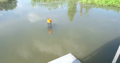 sorting crawfish seafood in louisiana go... | Stock Video | Pond5