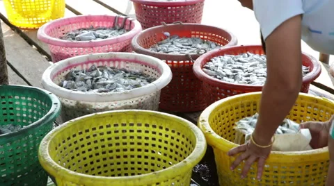 Sorting fish in plastic baskets traditio... | Stock Video | Pond5