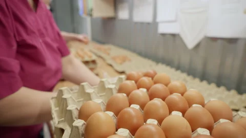 Sorting process of the multiple hen eggs... | Stock Video | Pond5