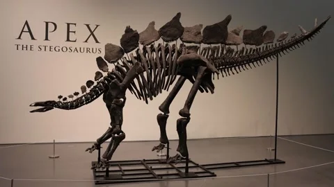 Specimen 7 New Stock Videos – Royalty-Free HD & 4K Videos | Pond5