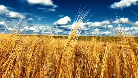 Sound The Silos Stock Videos – Royalty-Free HD & 4K Videos