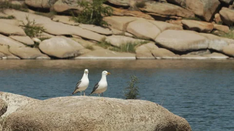 Cry Sounds Stock Videos – Royalty-Free HD & 4K Videos | Pond5