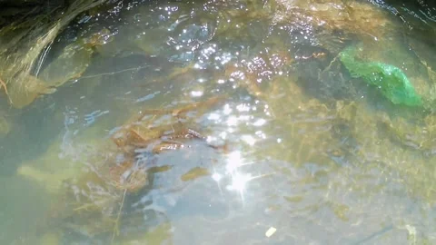 the source of spring water | Stock Video | Pond5