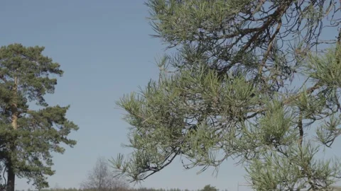 File Sourcing Stock Videos – Royalty-Free HD & 4K Videos