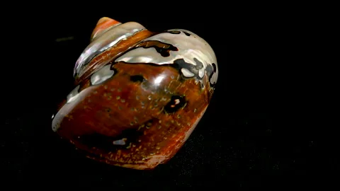 South African Turban Shell on a dark bac... | Stock Video | Pond5