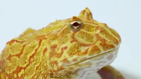 South American horned frogs or Pac man f... | Stock Video | Pond5