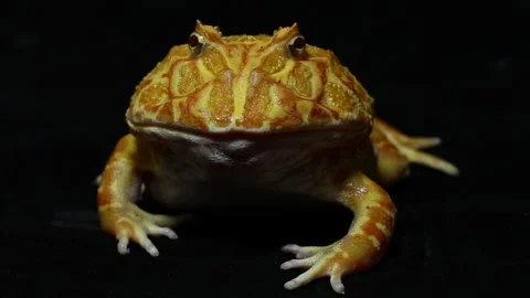 South American horned frogs or Pac man f... | Stock Video | Pond5