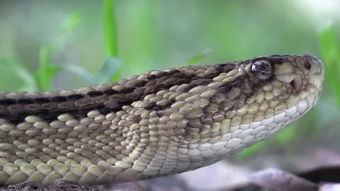 South American rattlesnake, Cascabel tro... | Stock Video | Pond5