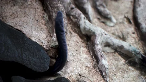 South American Rubber Eel or typhlonecte... | Stock Video | Pond5