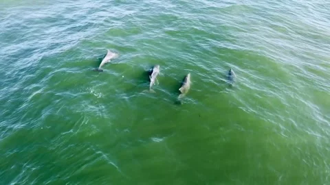 Playful Beaches Stock Videos – Royalty-Free HD & 4K Videos