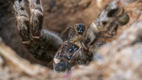 South Russian tarantula wolf spider (Lyc... | Stock Video | Pond5