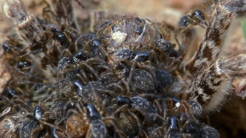 South Russian tarantula wolf spider (Lyc... | Stock Video | Pond5