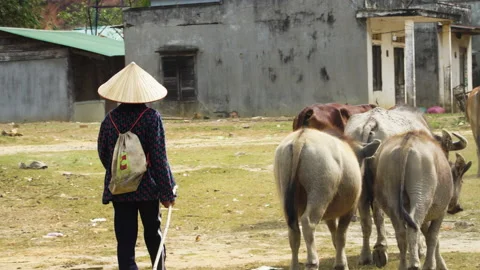 Southeast Asian villager herding cows in... | Stock Video | Pond5