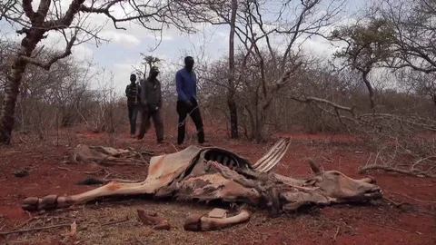 In Southern Ethiopia, dead animals and f... | Stock Video | Pond5