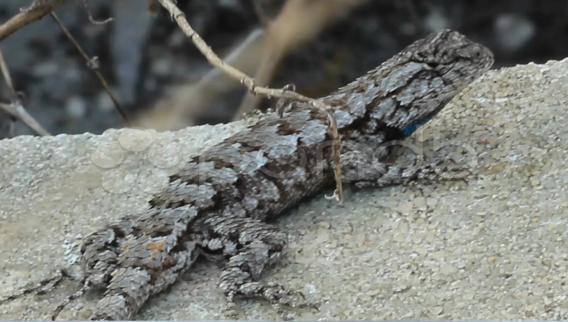 Southern Sagebrush Lizard