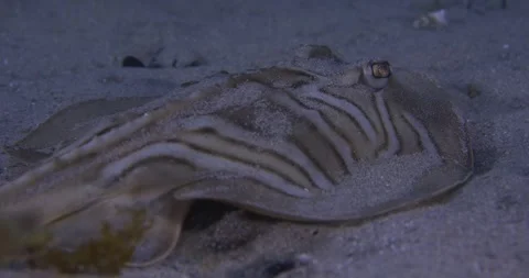 Southern Fidder Ray (Trygonorhina fascia... | Stock Video | Pond5