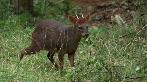 Southern pudu, Pudu puda, male the natur... | Stock Video | Pond5