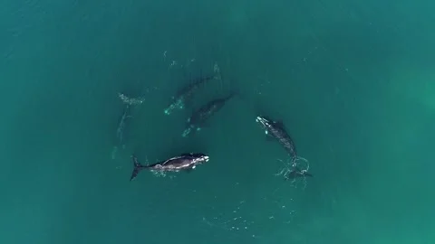 Blue Whale Mating Stock Footage ~ Royalty Free Stock Videos | Pond5