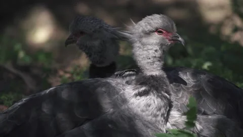 Southern screamer couple preening each o... | Stock Video | Pond5