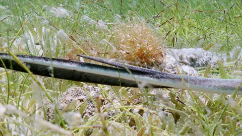 Stingray Stinger Stock Videos – Royalty-Free HD & 4K Videos | Pond5