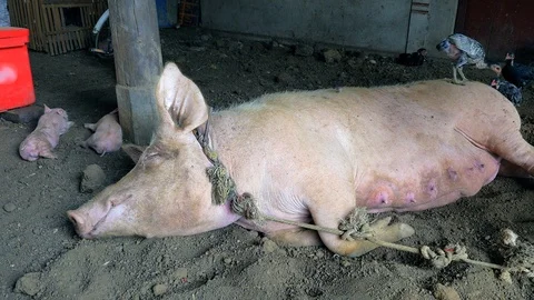 sow tied with rope sleeping next to her ... | Stock Video | Pond5