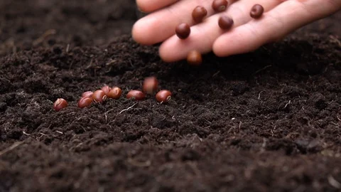 Sowing the seeds , Planting a tree for s... | Stock Video | Pond5