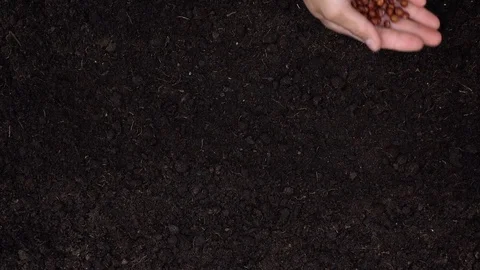 Sowing the seeds , Planting a tree for s... | Stock Video | Pond5