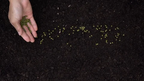 Sowing the seeds , Planting a tree for s... | Stock Video | Pond5