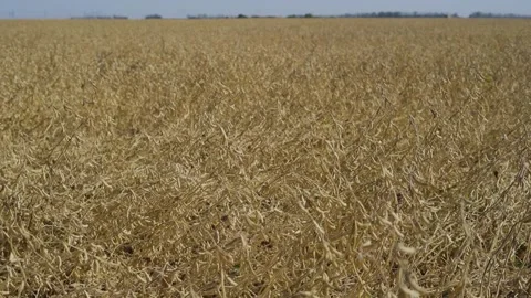 Soybean Crop Stock Videos – Royalty-Free HD & 4K Videos