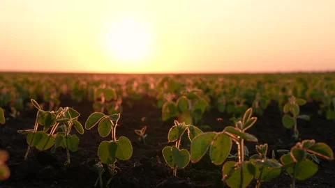 soybean field sunset. Organic beans grow... | Stock Video | Pond5