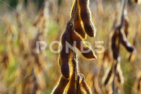 Photograph: Soybeans pod macro. Harvest of soy beans - agriculture ...