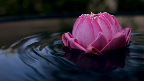 Spa Lil Stock Videos – Royalty-Free HD & 4K Videos | Pond5