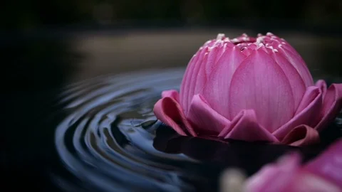 Spa Lil Stock Videos – Royalty-Free HD & 4K Videos | Pond5