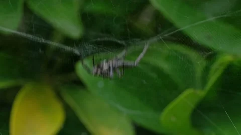 Funnel Web Stock Videos – Royalty-Free HD & 4K Videos