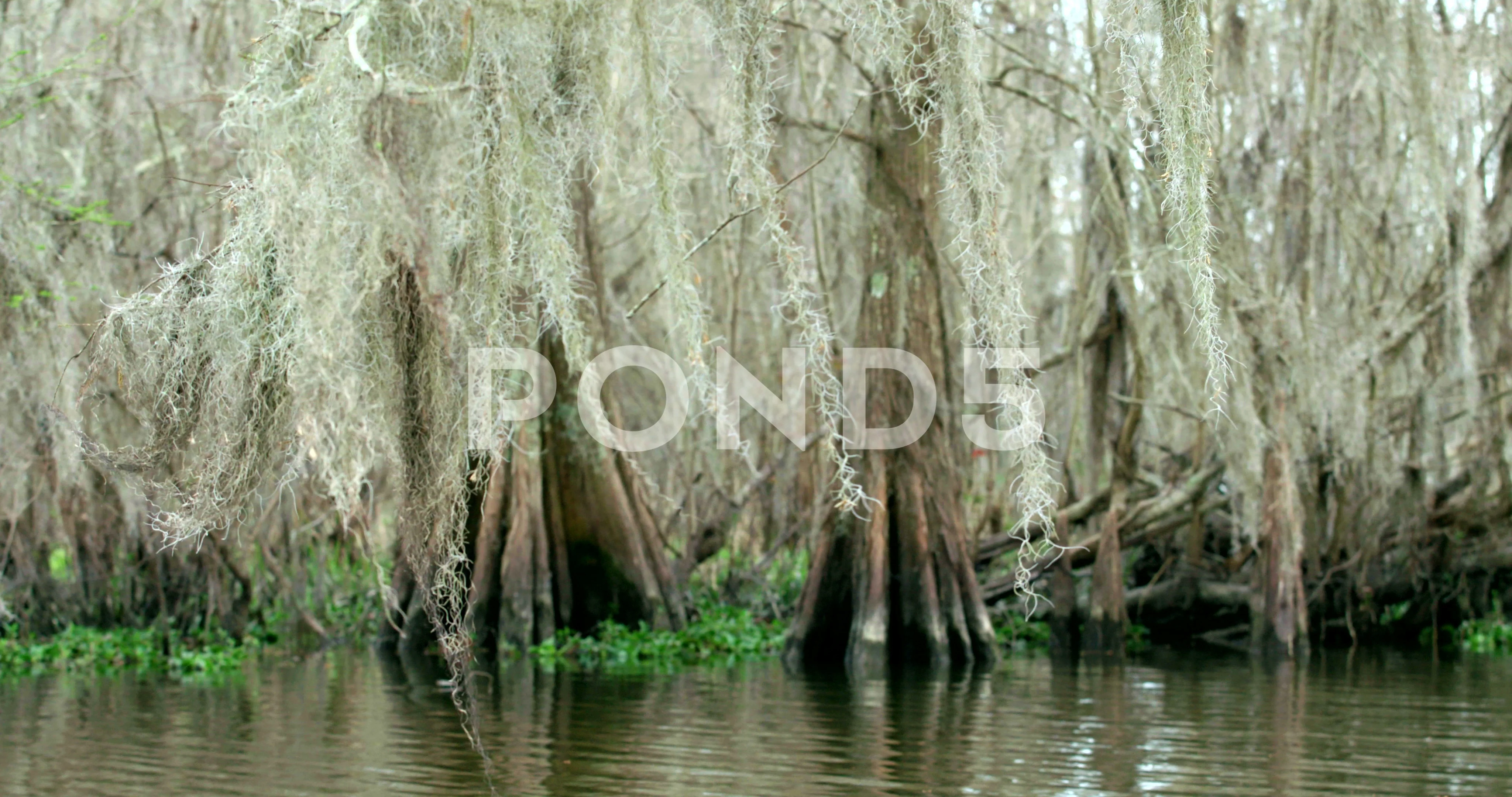 Spanish Moss Swamp