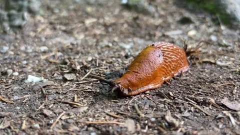 The Spanish snail is a snail of the genu... | Stock Video | Pond5