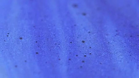 Blue Liquid Spill Stock Videos – Royalty-Free HD & 4K Videos | Pond5