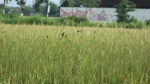 Sparrows eat rice in the fields. Fertile... | Stock Video | Pond5