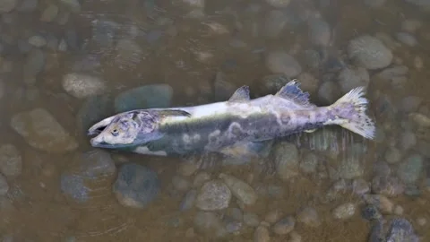Spawned Out Dying Salmon Laying on Its S... | Stock Video | Pond5