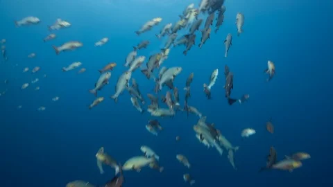 Red Snapper Stock Footage ~ Royalty Free Stock Videos | Pond5